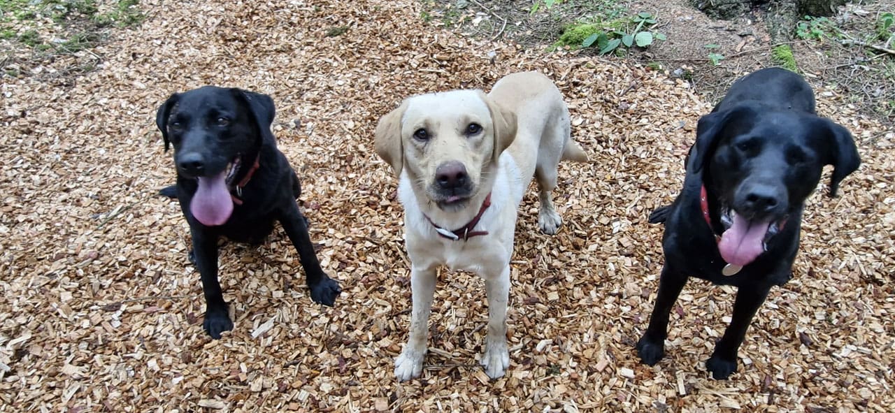 Take a look | Woodland Secure Dog Field